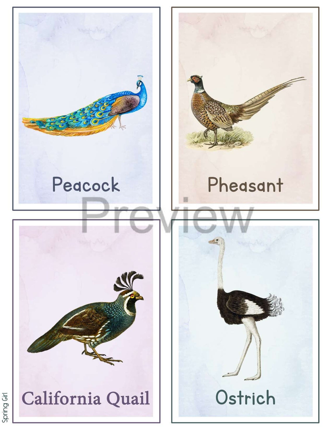 Birds Flash Cards Printable Montessori Cards Nomenclature Cards Nature ...