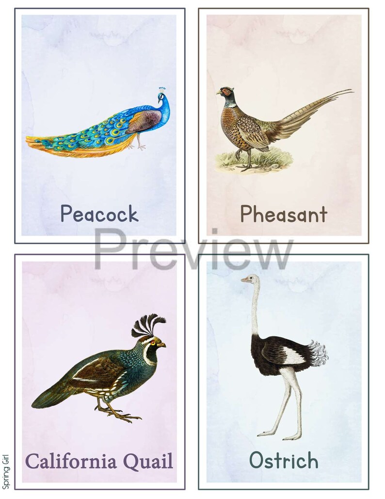 Birds Flash Cards Printable • Montessori Cards • Nomenclature Cards ...
