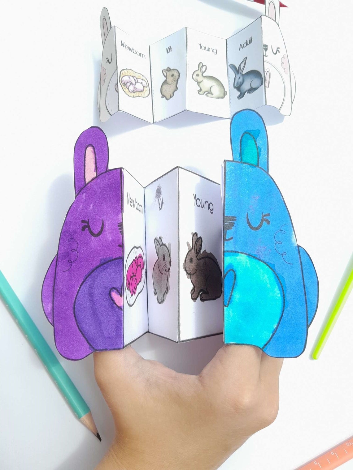 Life Cycle of a Rabbit | All About Rabbits Science Unit | Foldable Kids ...