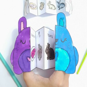 Life Cycle of a Rabbit | All About Rabbits Science Unit | Foldable Kids ...