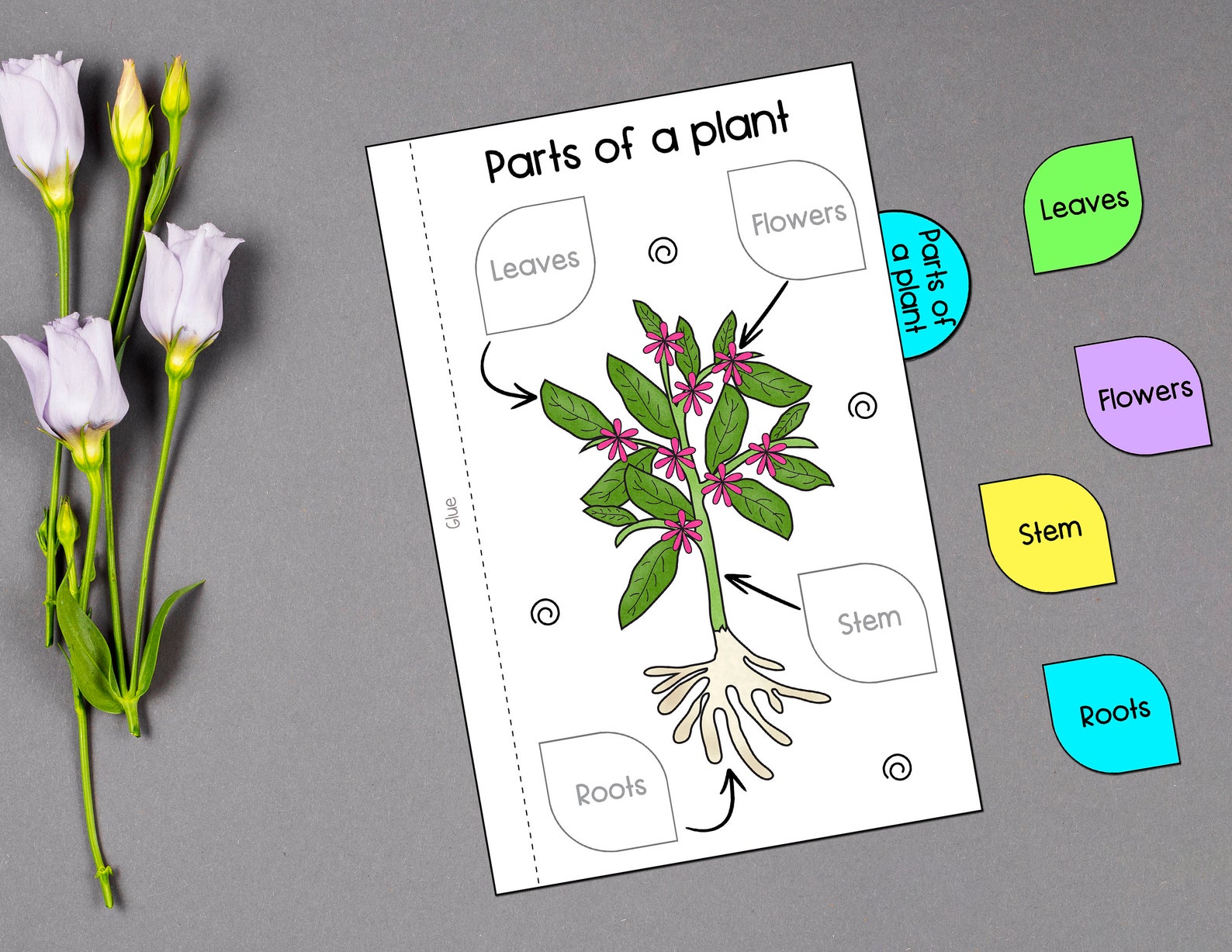 Life Cycle of a Plant | Parts of a Plant | Plant Activity Unit ...