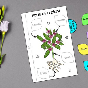 Life Cycle of a Plant | Parts of a Plant | Plant Activity Unit ...