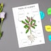 Life Cycle of a Plant | Parts of a Plant | Plant Activity Unit ...