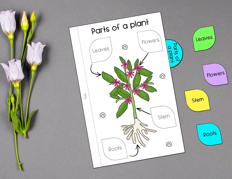 Life Cycle of a Plant | Parts of a Plant | Plant Activity Unit ...