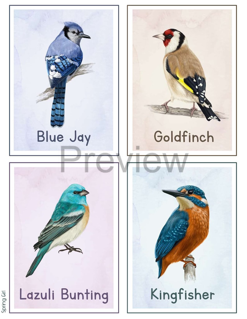 Birds Flash Cards Printable • Montessori Cards • Nomenclature Cards ...