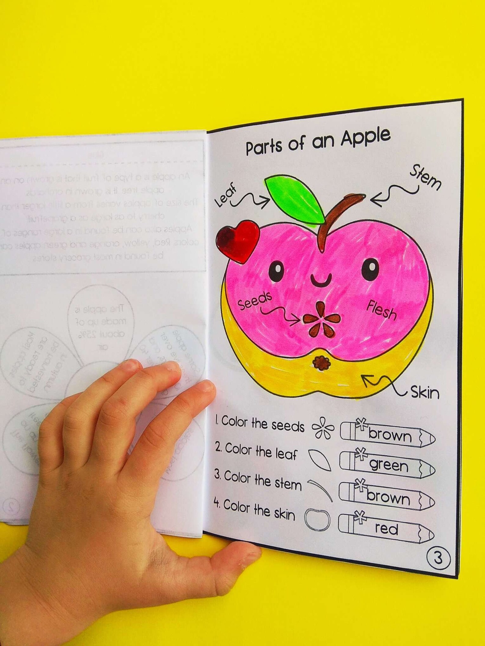 Apple Life Cycle Mini Book Apple Day Lesson Unit Apple Unit Study Fall ...