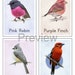 Birds Flash Cards Printable • Montessori Cards • Nomenclature Cards ...