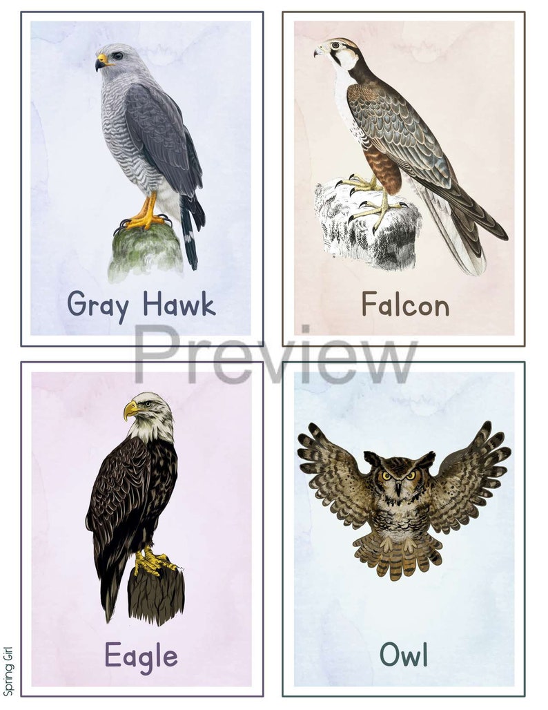 Birds Flash Cards Printable • Montessori Cards • Nomenclature Cards ...