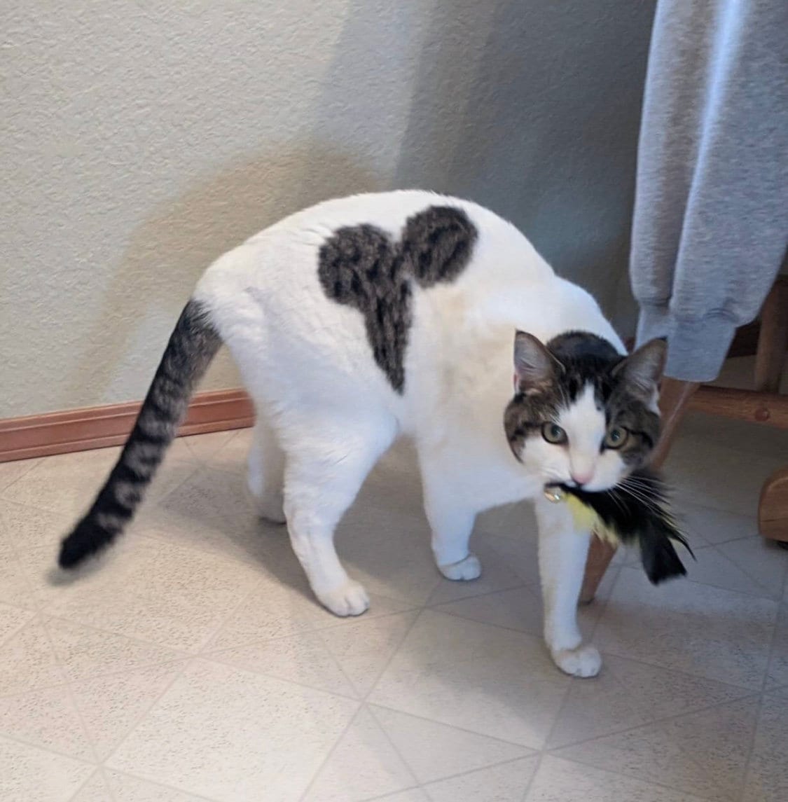 FEATHER BELL Cat Toys!!! Jingle Bell W/feather - Cats Love Them!!! 3 ...