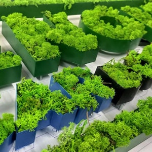 Custom Moss Sign, Personalized Moss Wall Decor, Green Live Moss Sign ...