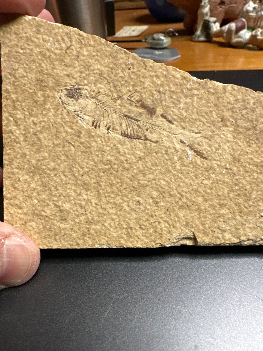 Nice Fossil From Wyoming - Etsy