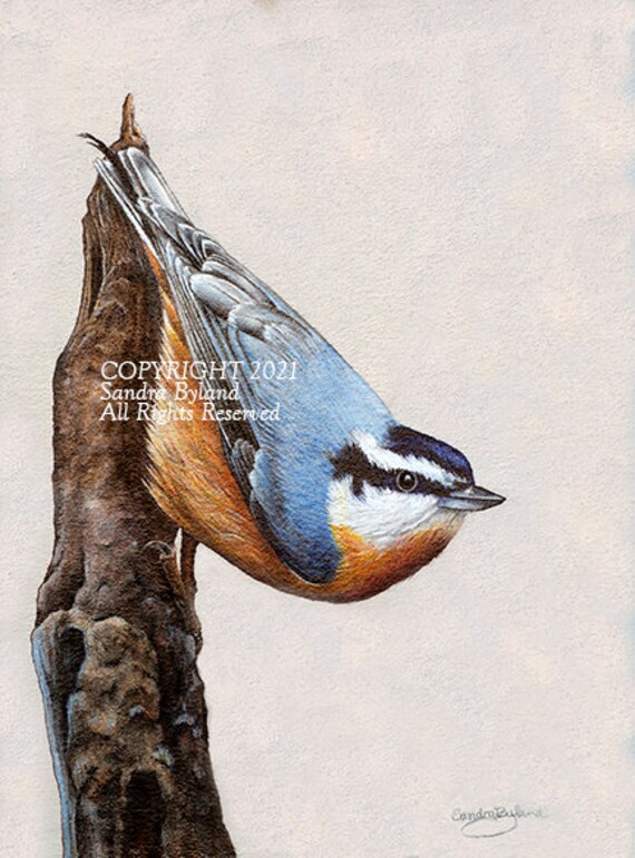 Red Breasted Nuthatch Drawing