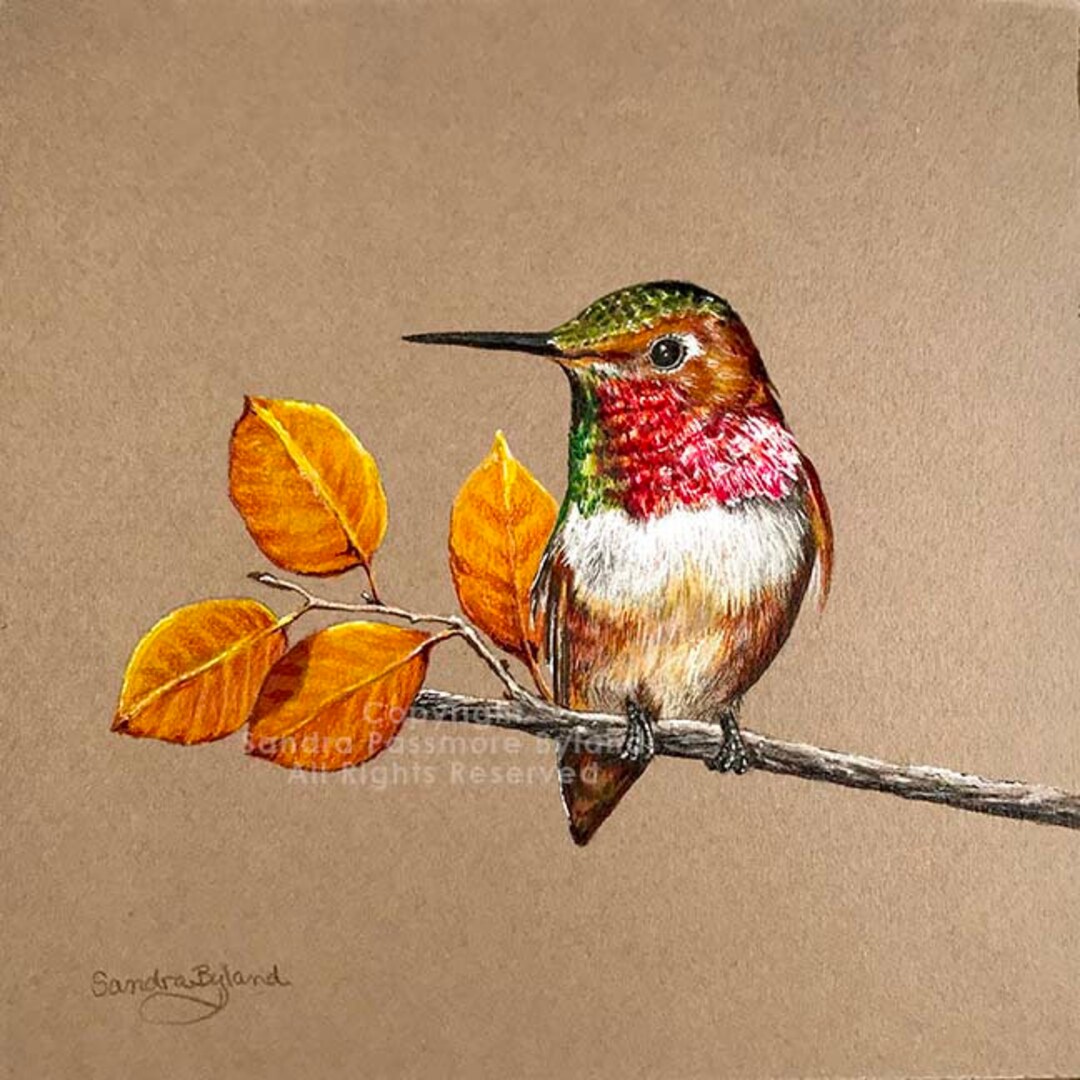 RUFOUS HUMMINGBIRD ART Print Hummingbird Lover Gift Fine Art ...