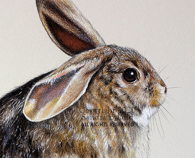 COTTONTAIL BUNNY DRAWING Print by Artist Sandra Byland, From Original ...