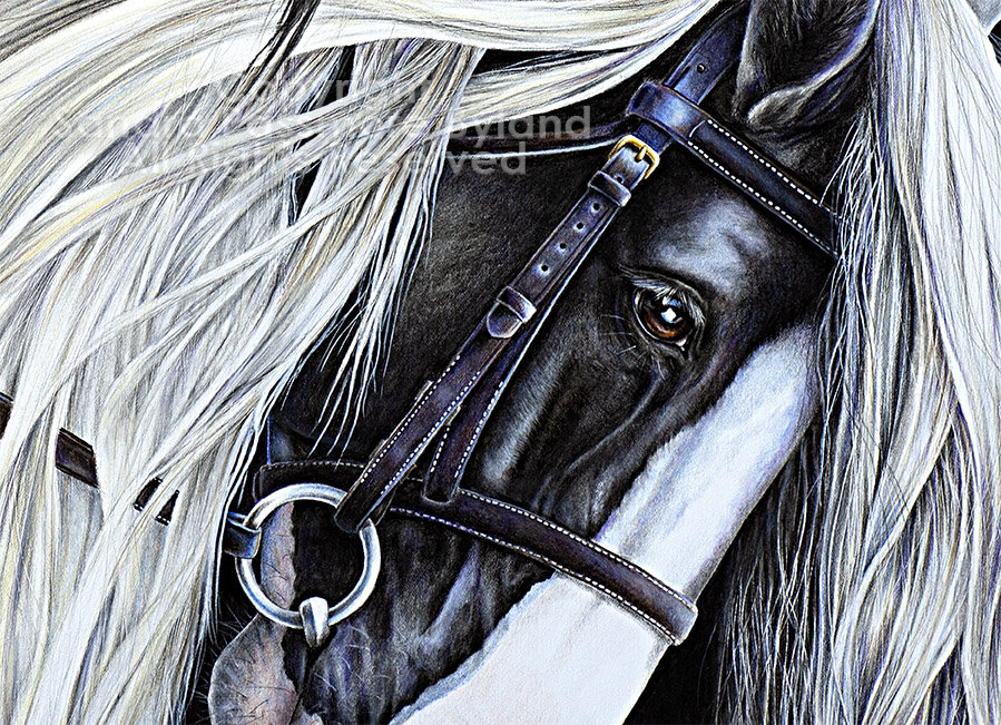 GYPSY VANNER HORSE Art Giclee Gypsy Cob Horse Print by Sandra Byland ...