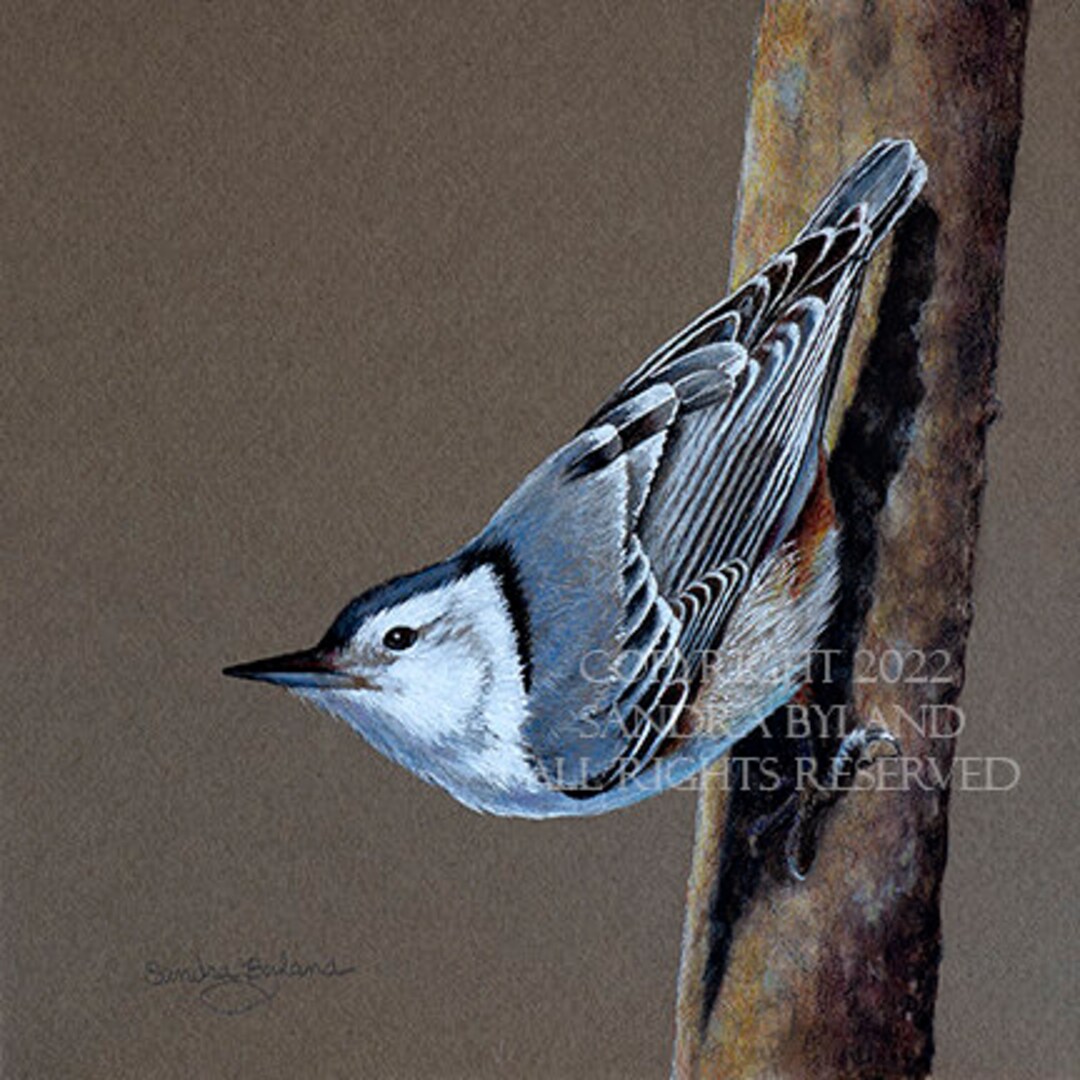 Nuthatch Bird Giclee Print: Fine Art Birder Gift - Etsy