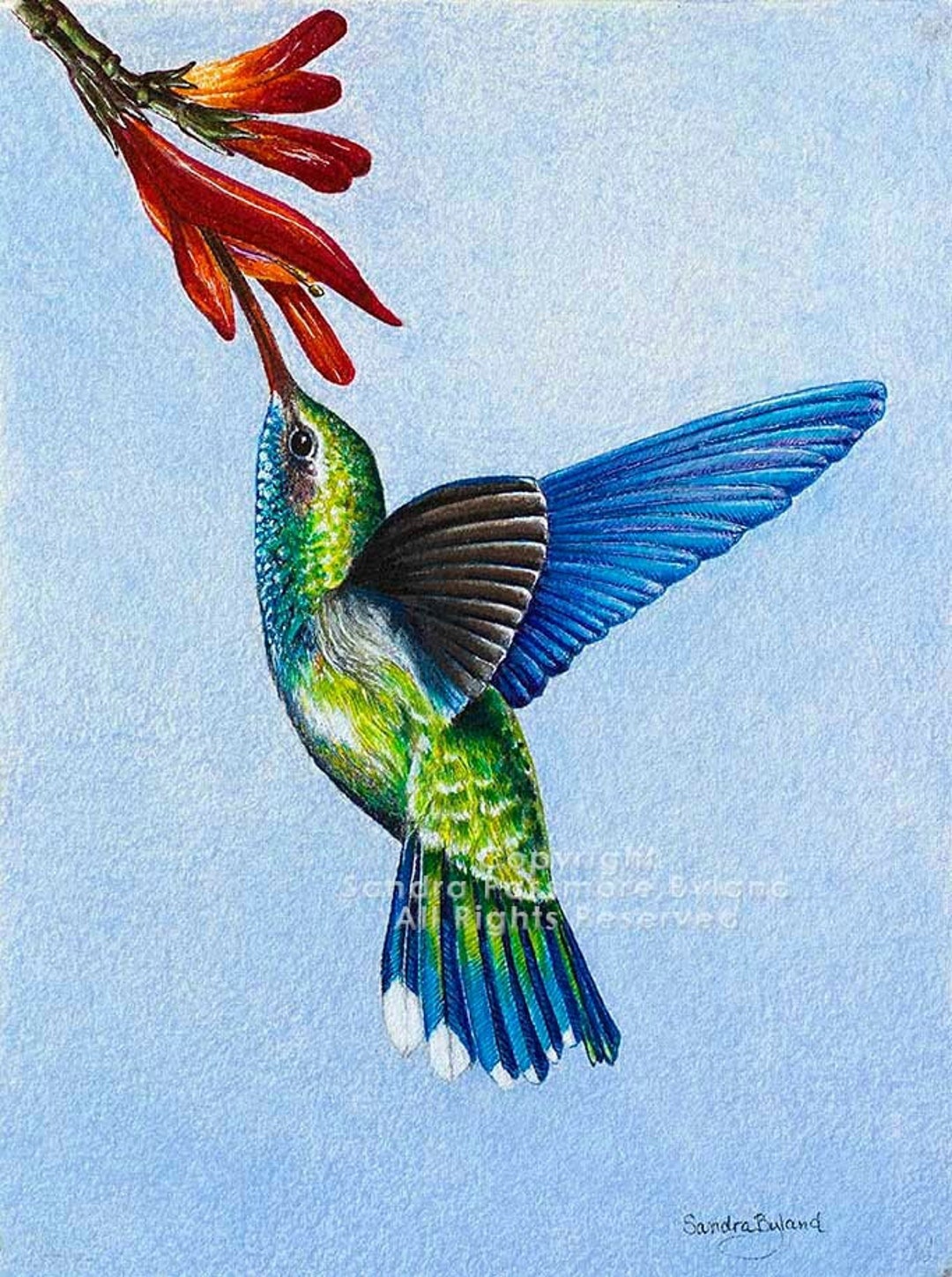 HUMMINGBIRD ART Hummingbird Artwork Hummingbird Birder Gift Hummingbird ...