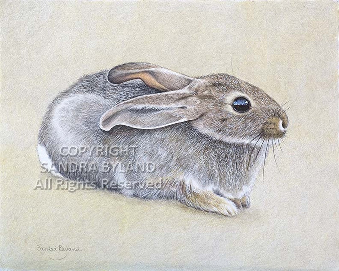 DESERT COTTONTAIL BUNNY Drawing Giclee Print by Sandy Byland From ...