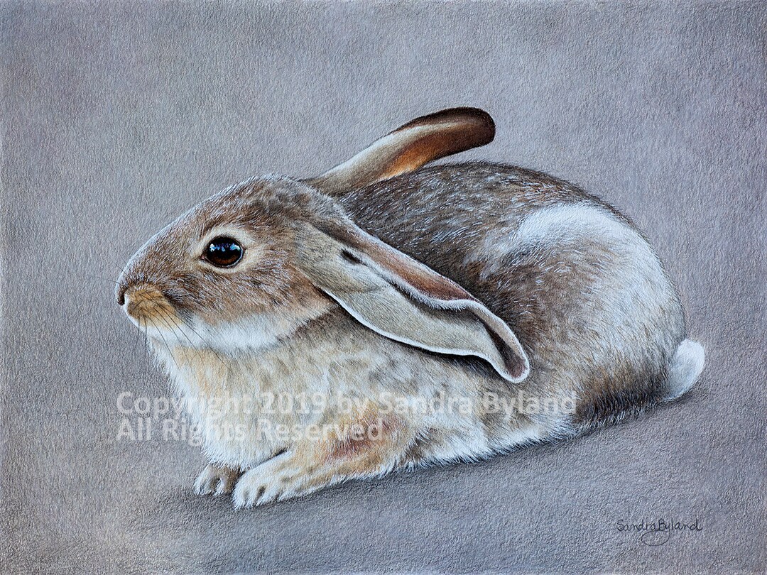 COTTONTAIL BUNNY ART Giclee Print From Original Colored Pencil Drawing ...