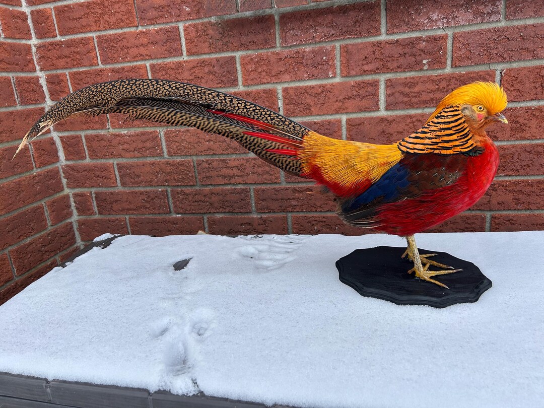 Taxidermy Red Golden Pheasant Mounted on Black Wooden Stand - Etsy