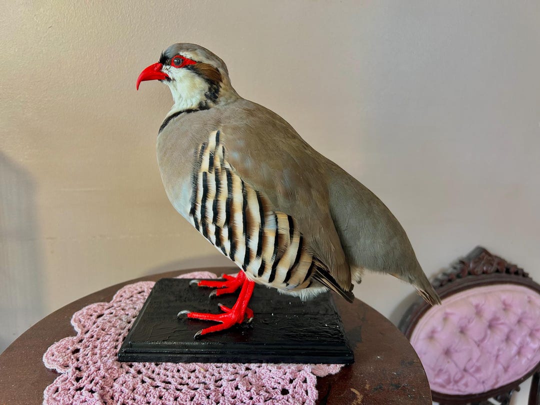 Taxidermy Chukar Partridge Mounted on Black Wooden Stand - Etsy