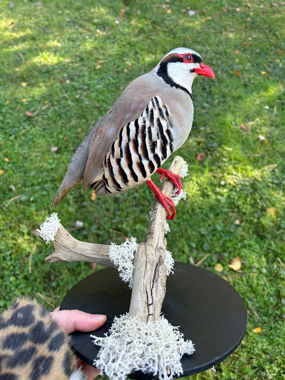 Taxidermy Chukar Partridge Mounted on Black Wooden Stand - Etsy