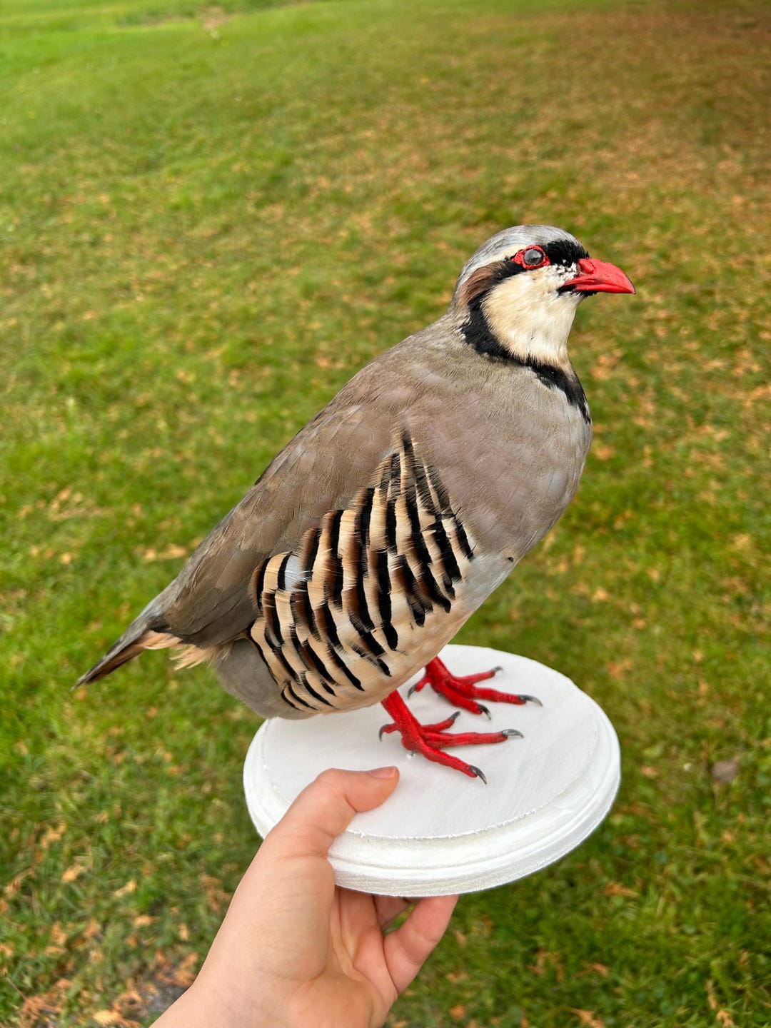 Taxidermy Chukar Partridge Mounted on White Wooden Stand - Etsy