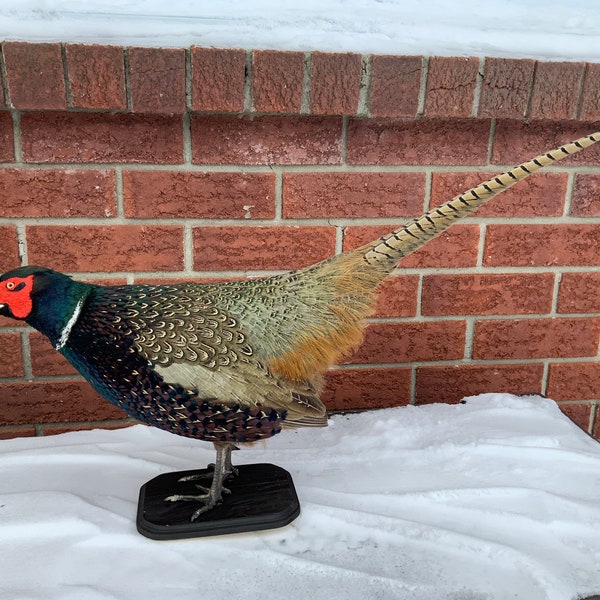 Taxidermy Pheasant - Etsy