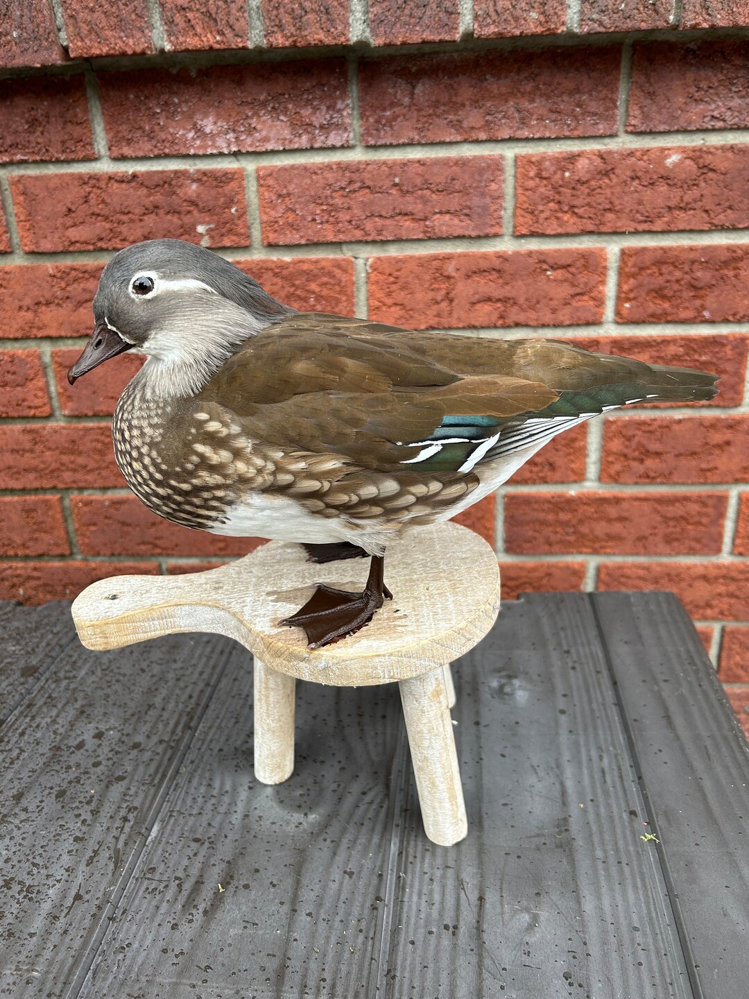 Taxidermy Female Mandarin Duck Unmounted - Etsy