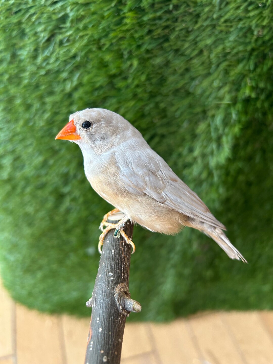 Taxidermy Female Chestnut-eared Finch Mounted on Wooden Stand - Etsy