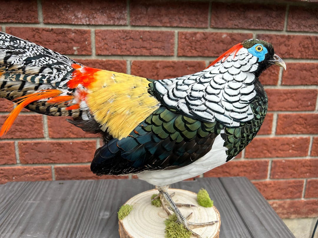 Taxidermy Lady Amhersts Pheasant Mounted on Wooden Stand - Etsy