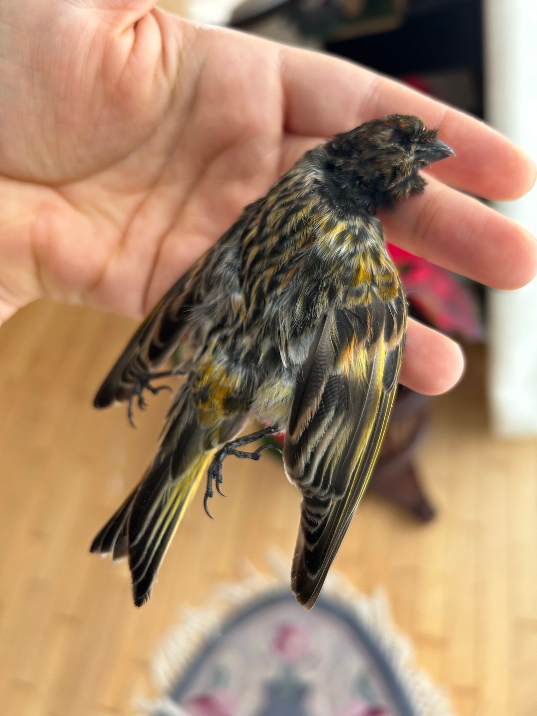 Red-fronted Serin Dried Preserved Skin and Feathers Pelt - Etsy