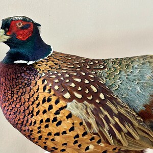 Taxidermy Common Pheasant Mounted on Winter Themed Stand - Etsy