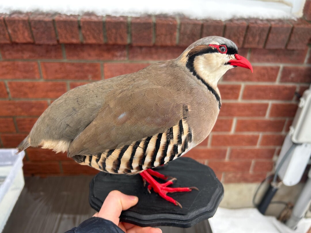 Taxidermy Chukar Partridge Mounted on Black Wooden Stand - Etsy