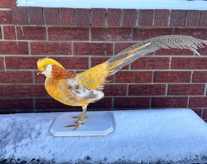 Taxidermy Peach Golden Pheasant Mounted on White Wooden Stand - Etsy