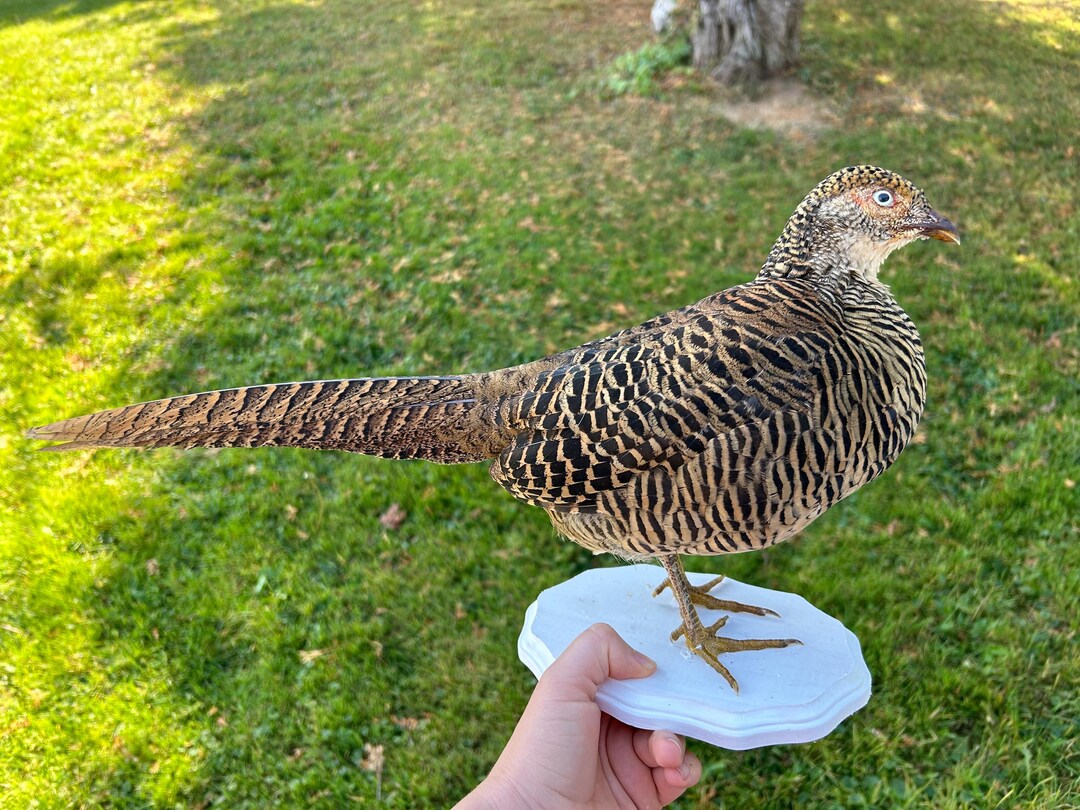Taxidermy Female Red Golden Pheasant Mounted on White Wooden Stand - Etsy