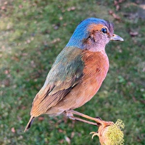 Taxidermy Blue-napped Pitta Mounted on Black Wooden Stand - Etsy