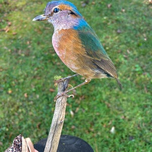 Taxidermy Blue-napped Pitta Mounted on Black Wooden Stand - Etsy