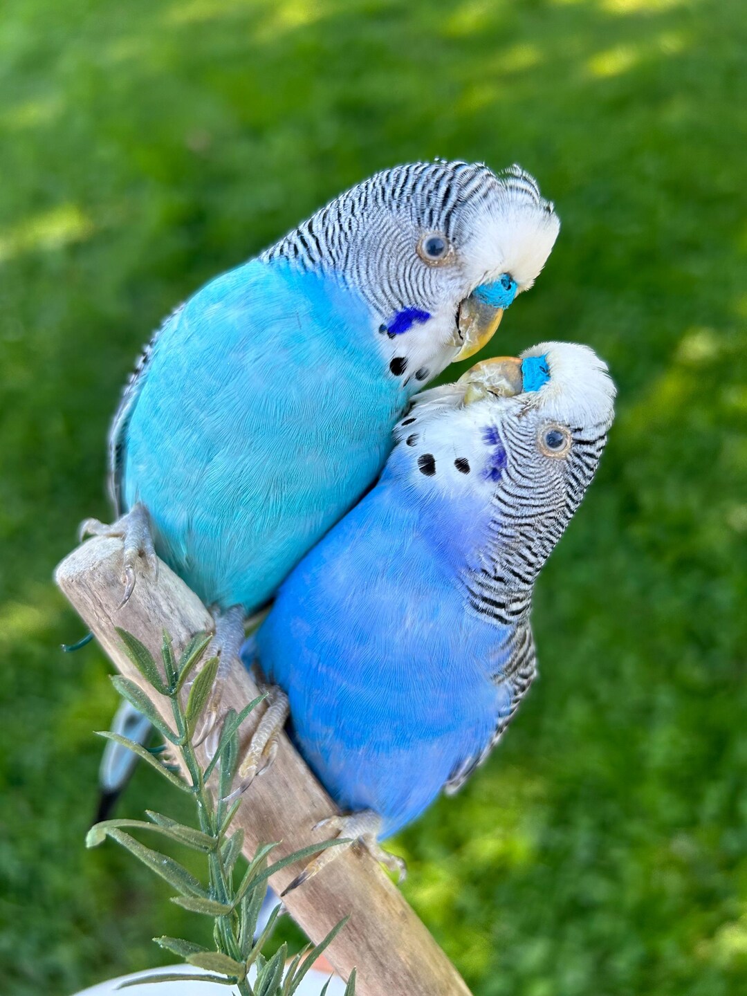 Taxidermy Cuddling Pair of Blue Budgerigar Parakeets Mounted on White ...