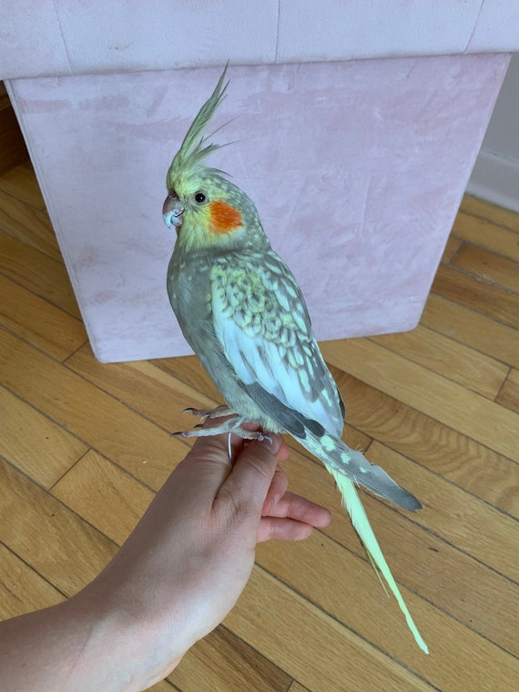 Cinnamon Pied Cockatiel