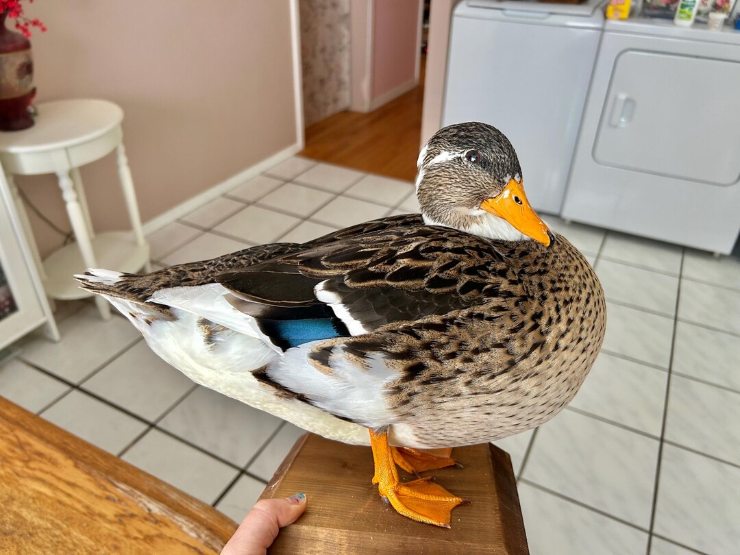 Taxidermy Female Pied Call Duck Mounted on Wooden Stand - Etsy