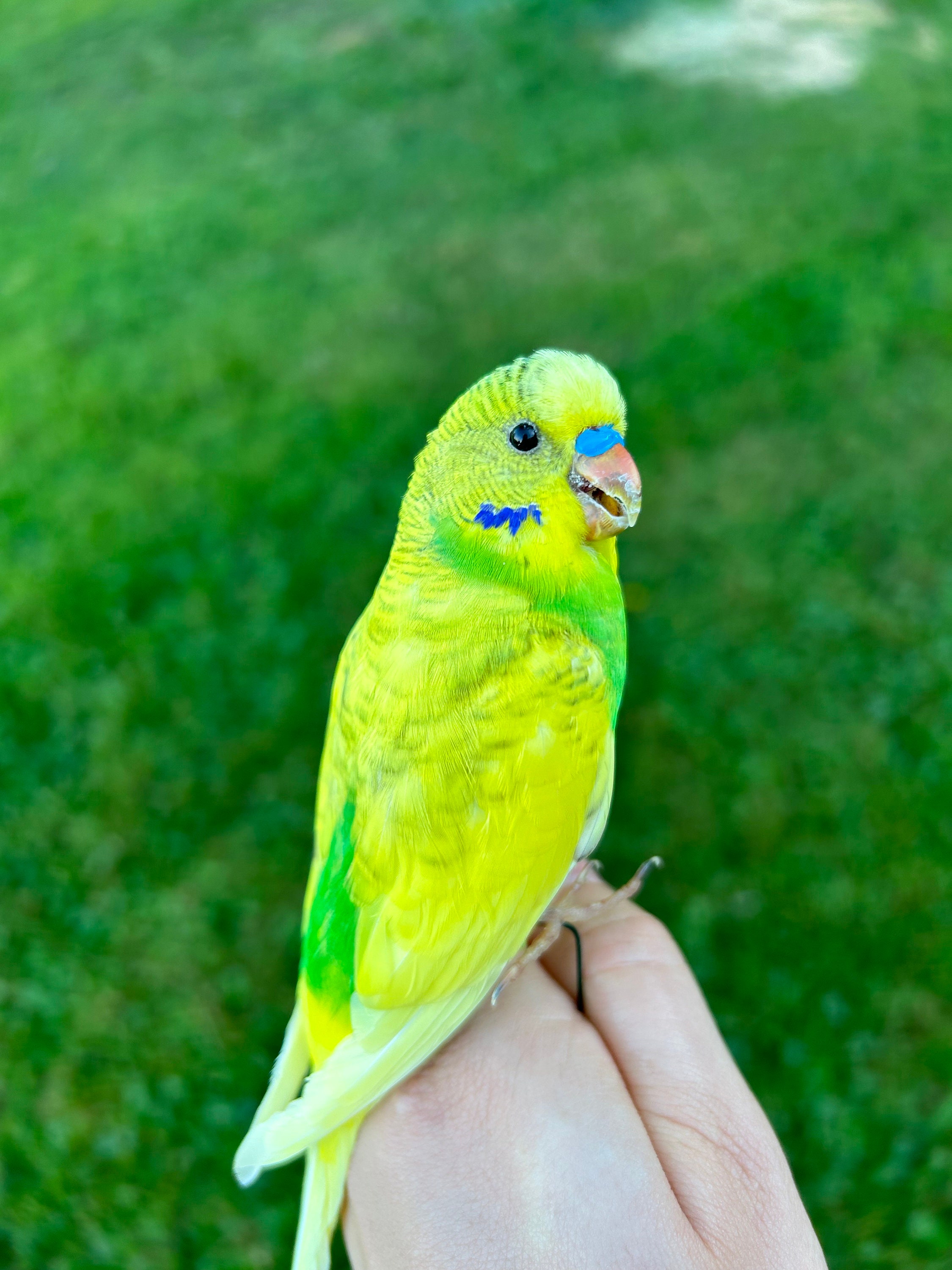 Parakeet Budgie Yellow