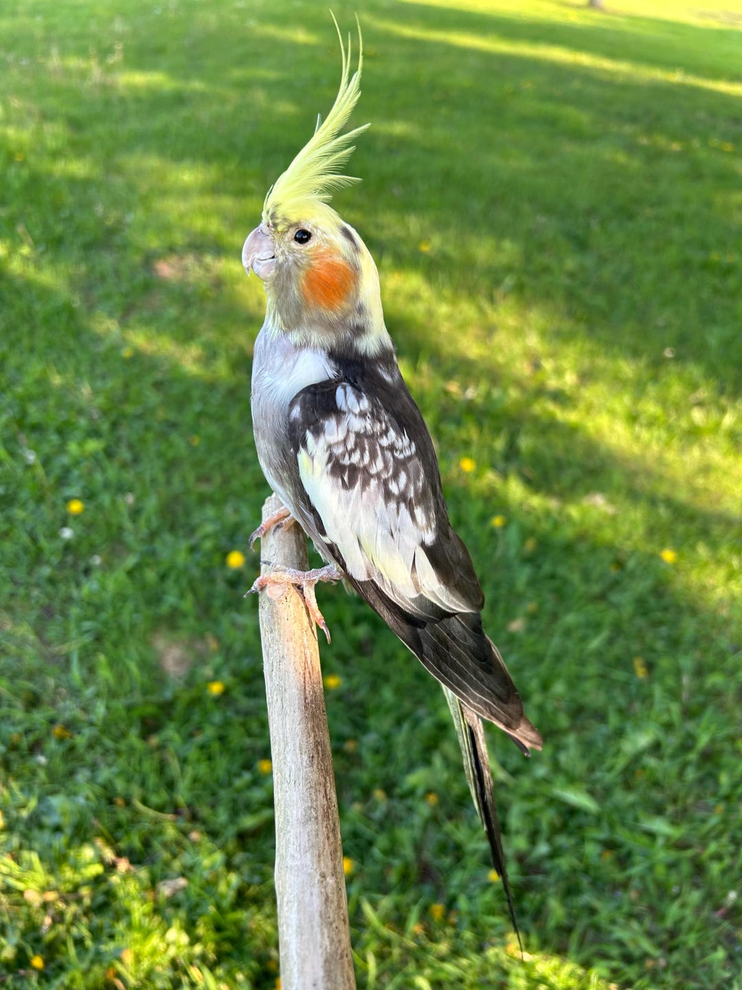 Taxidermy Pied Pearl Cockatiel Mounted on Black Wooden Stand - Etsy