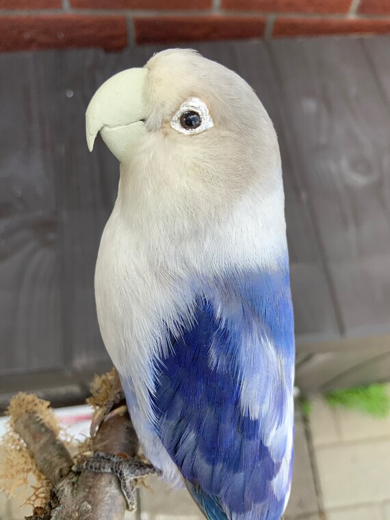 White Faced Blue Lovebird