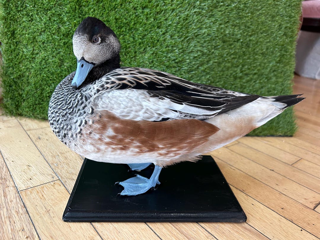 Taxidermy Chiloe Wigeon Mounted on Black Wooden Stand - Etsy