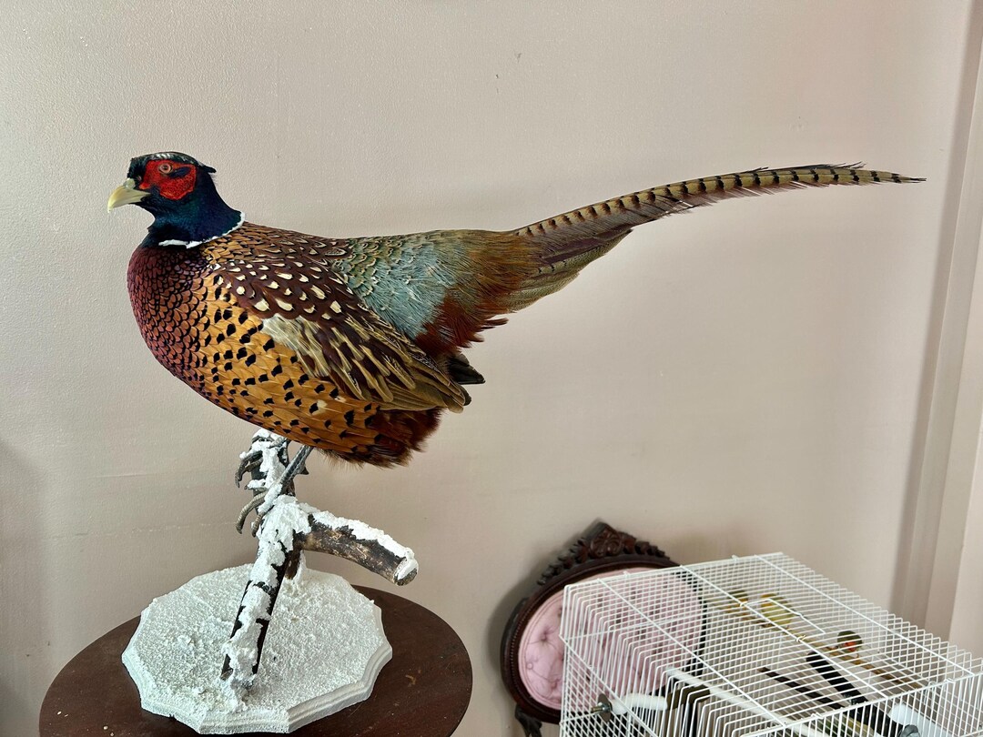 Taxidermy Common Pheasant Mounted on Winter Themed Stand - Etsy