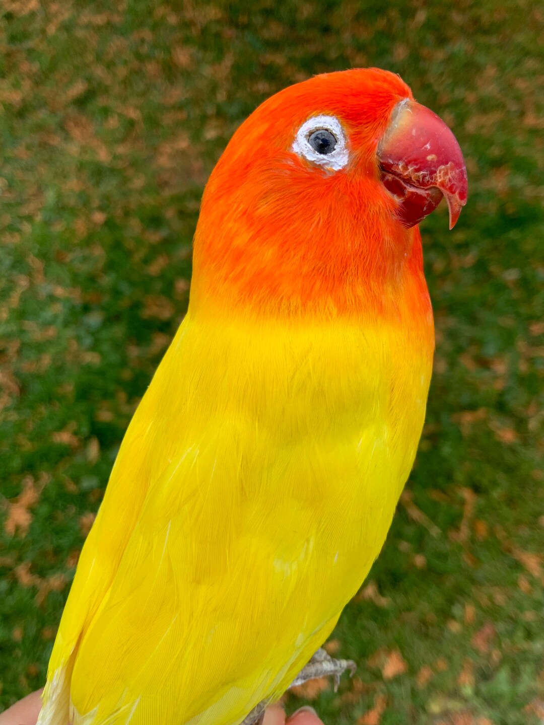 Taxidermy Yellow Fishers Lovebird Unmounted - Etsy