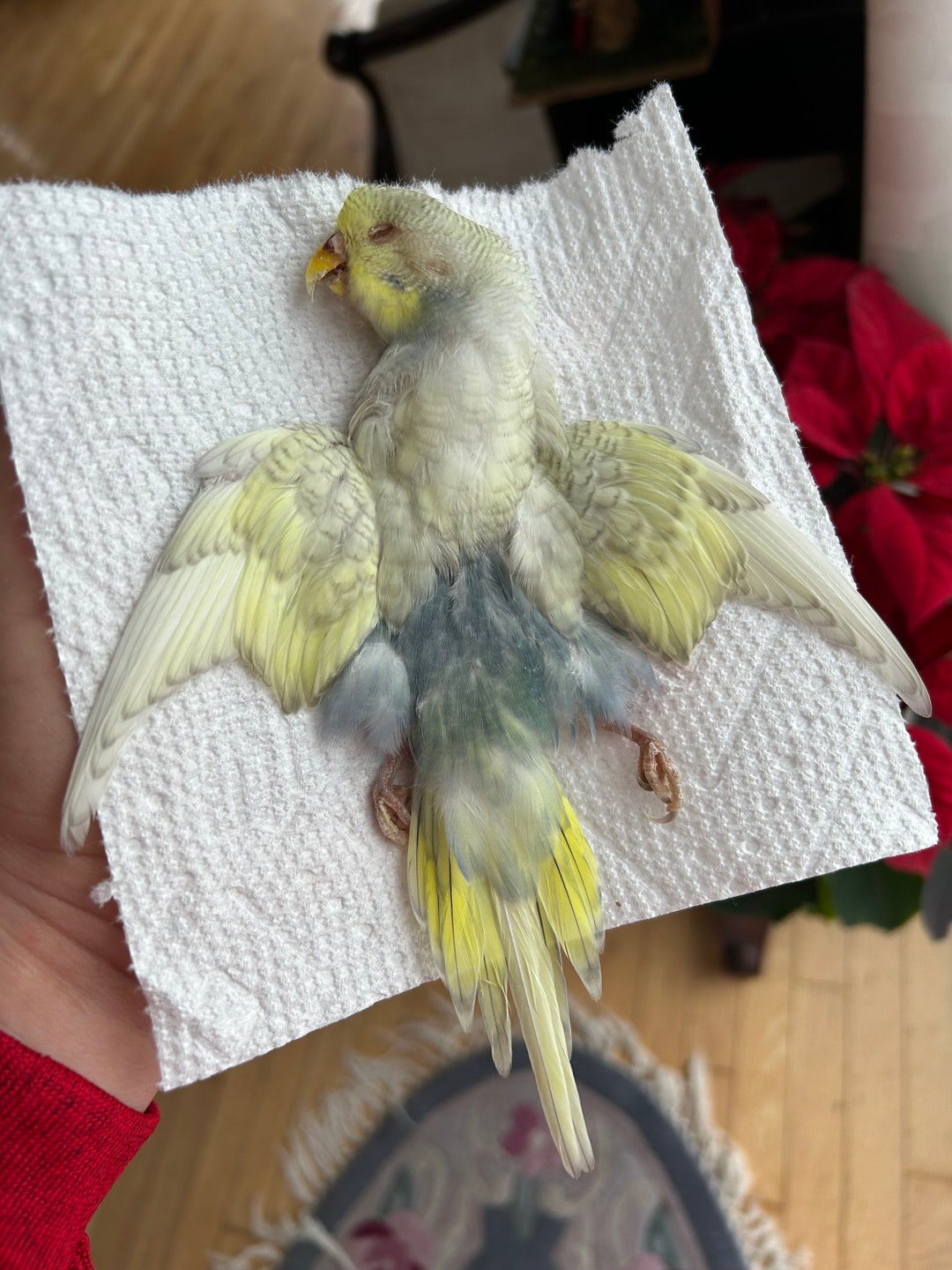 Pastel Budgerigar Parakeet Dried Preserved Feathers Pelt - Etsy