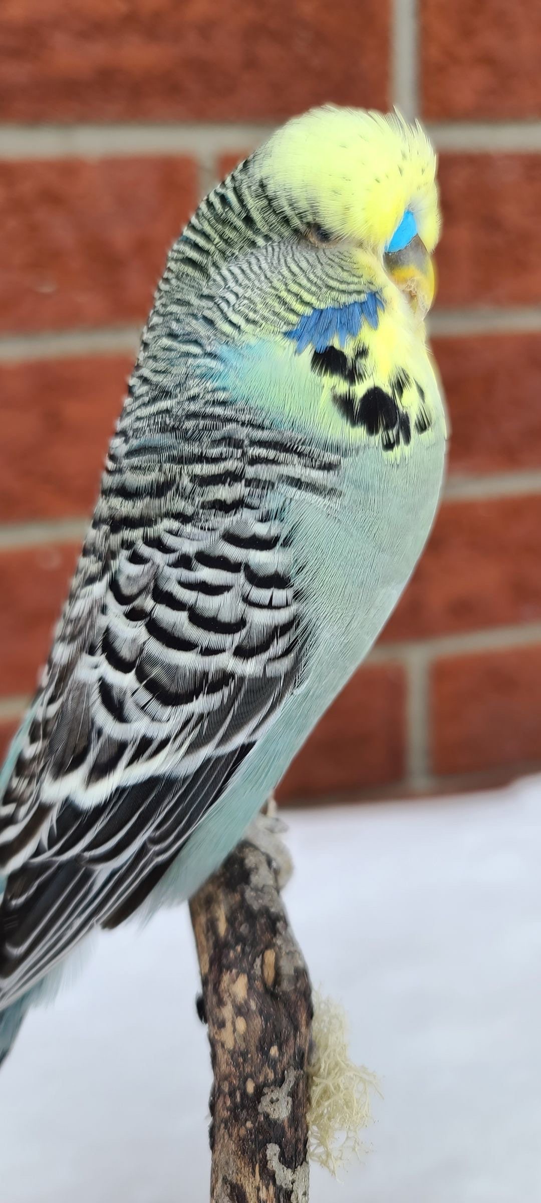 Perruche Anglaise Verte