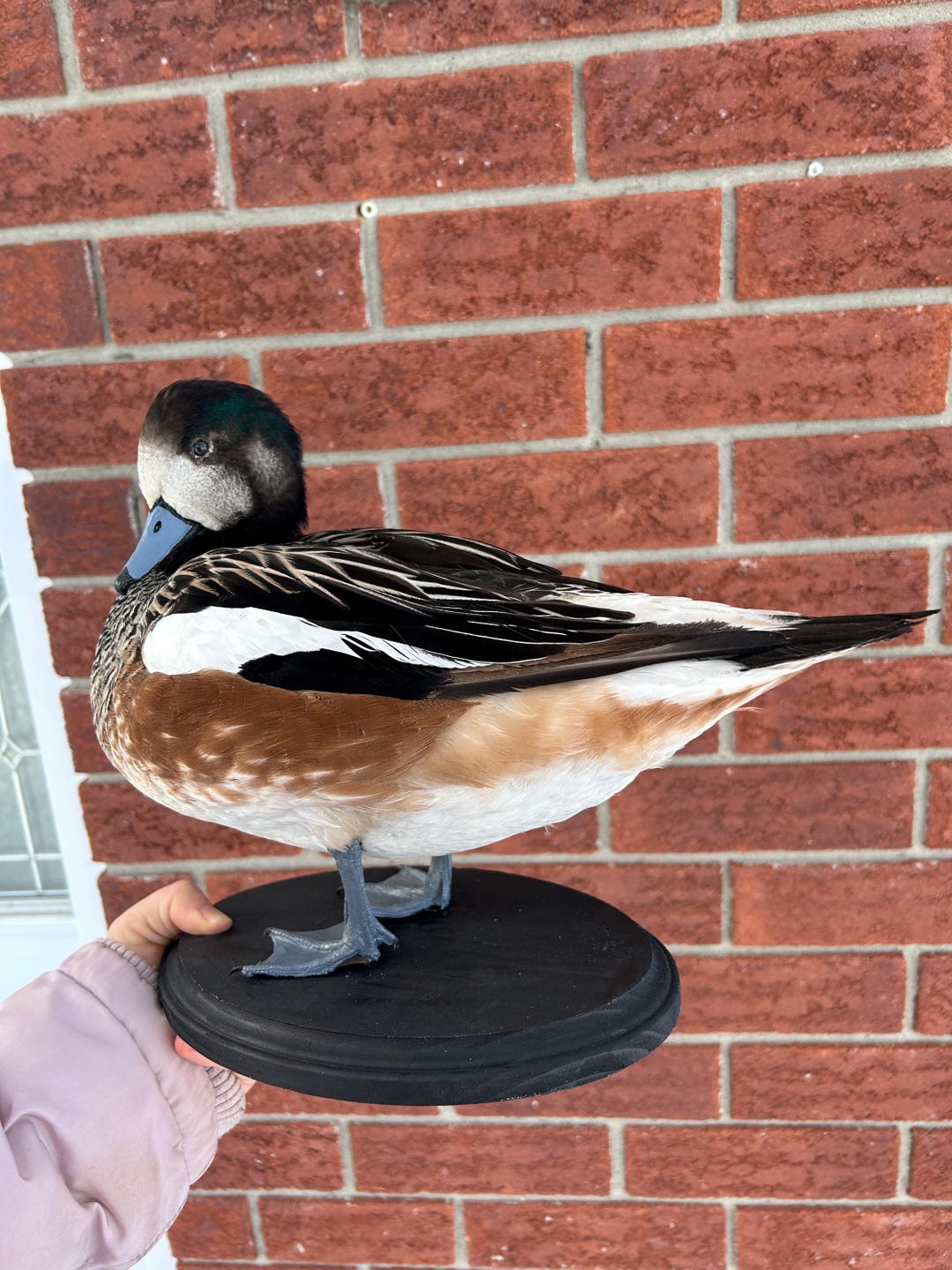 Taxidermy Chiloe Wigeon Drake Mounted on Black Wooden Stand - Etsy